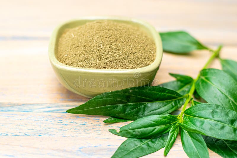 Andrographis Paniculata Plant Stock Image - Image of care, asia: 220291975