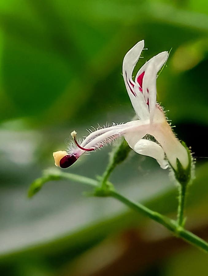 Andrographis Paniculatta Bitter Flower Stock Photos - Free & Royalty ...