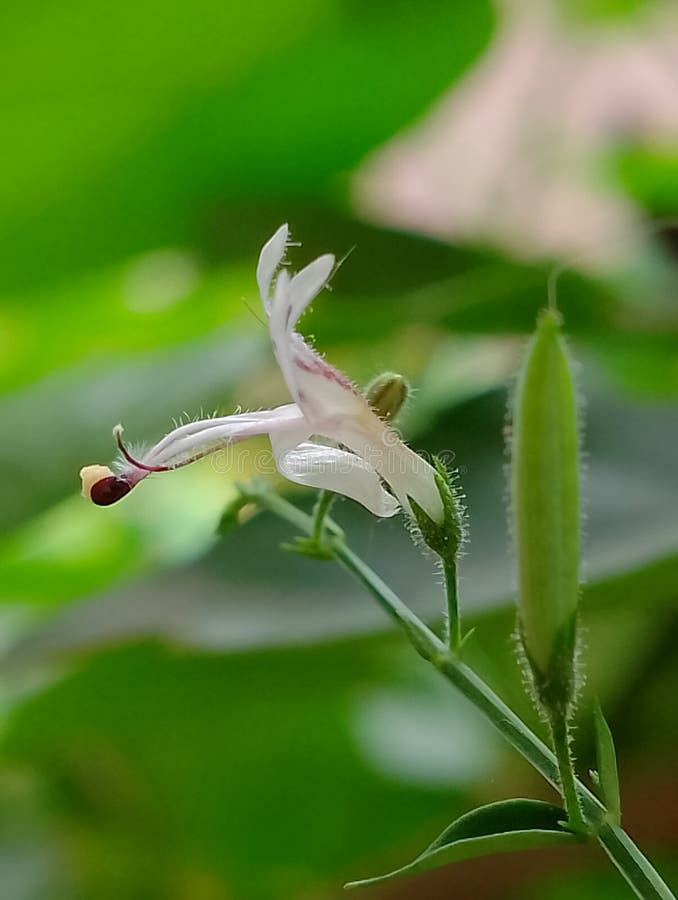 Andrographis Paniculatta or Bitter Flower Stock Photo - Image of flower ...