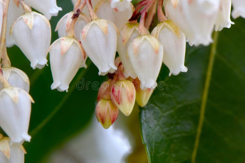 White Andromeda Flower Blossom Buds Stock Image - Image of flowering ...