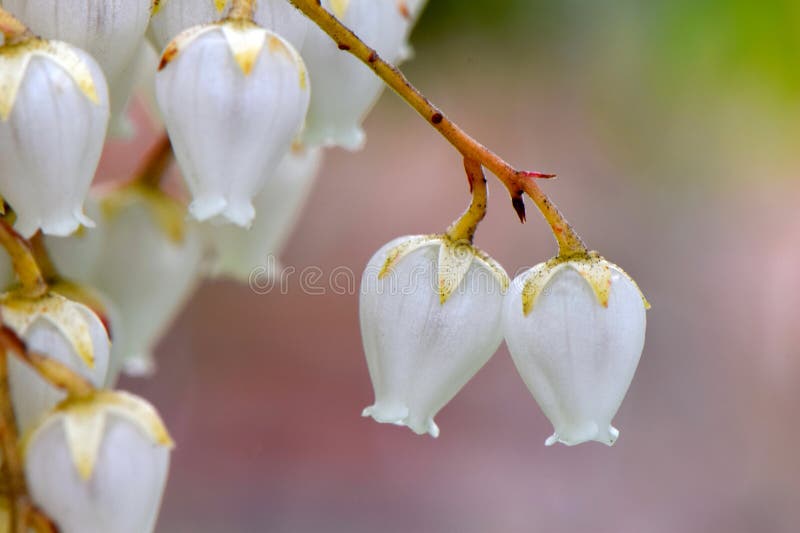 White Andromeda Blossom Duo 01 Stock Image - Image of adromeda ...