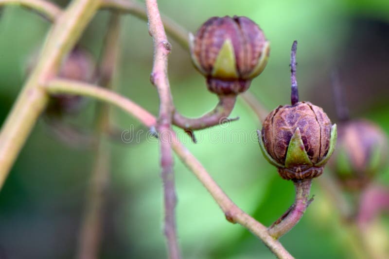 Andromeda Fruit Ball 01 stock photo. Image of nature - 209037610