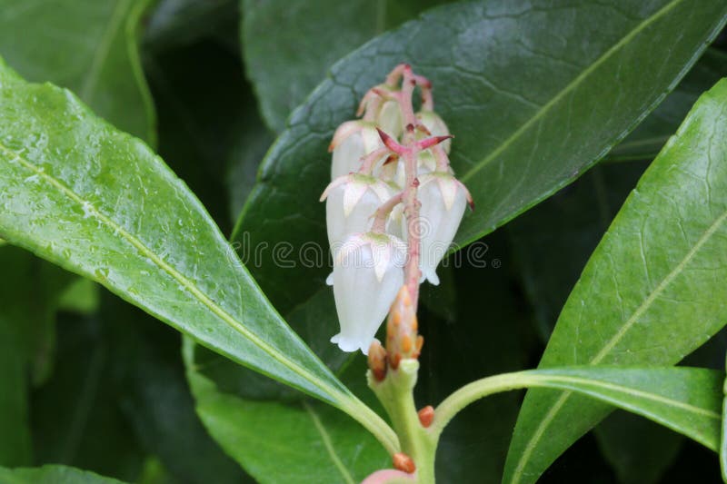 Andromeda Blossoms Green Leaf 02 Stock Photos - Free & Royalty-Free ...