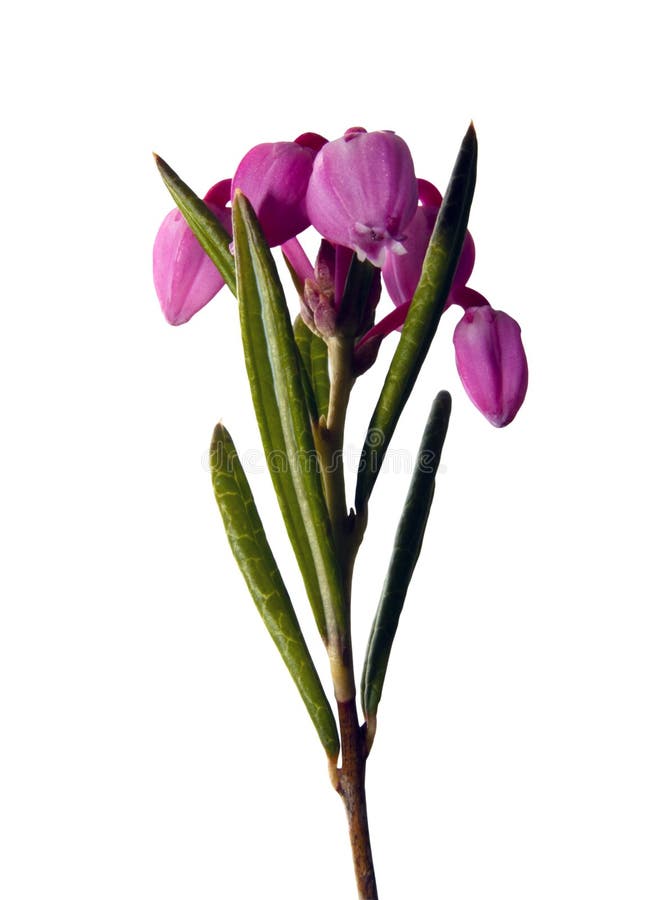 Andromeda Multivalent. Andromeda Polifolia L Stock Photo - Image of ...