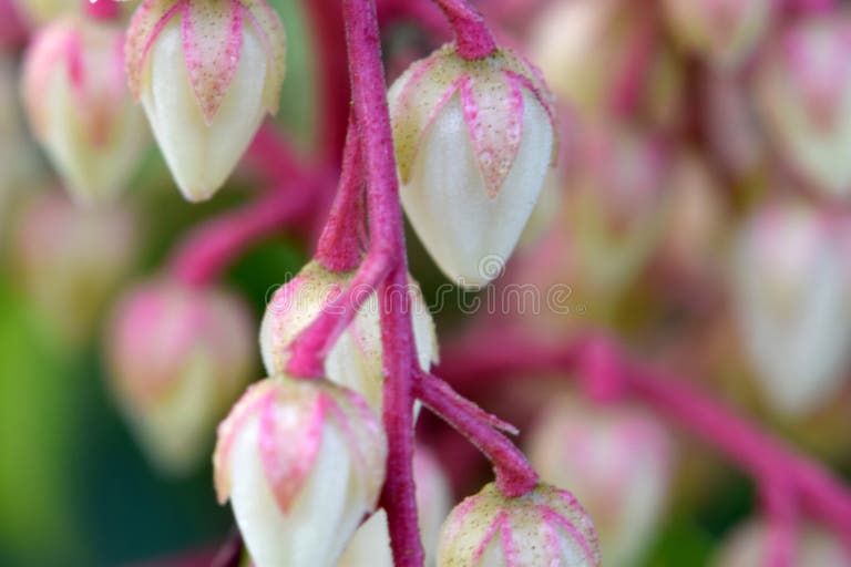 Andromeda Pink Flower Blossoms 01 Stock Photo - Image of blossom, shrub ...