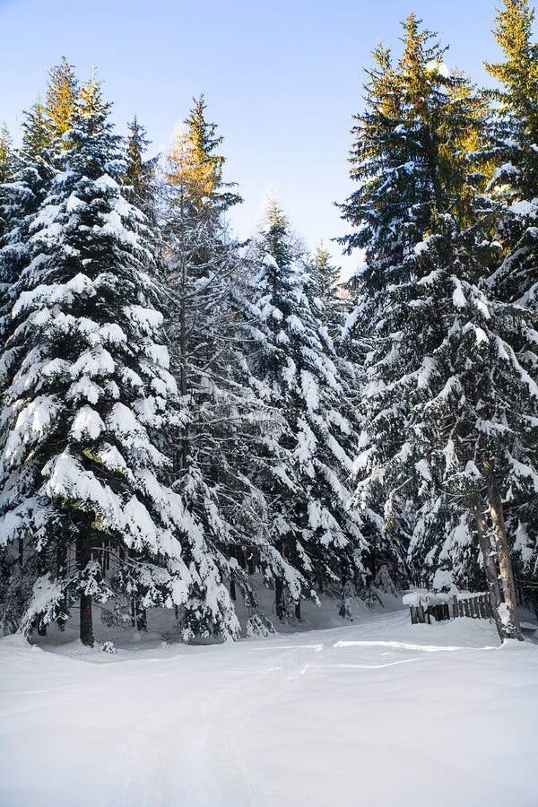 Andscape with Snow in December Stock Image - Image of nature, winter ...