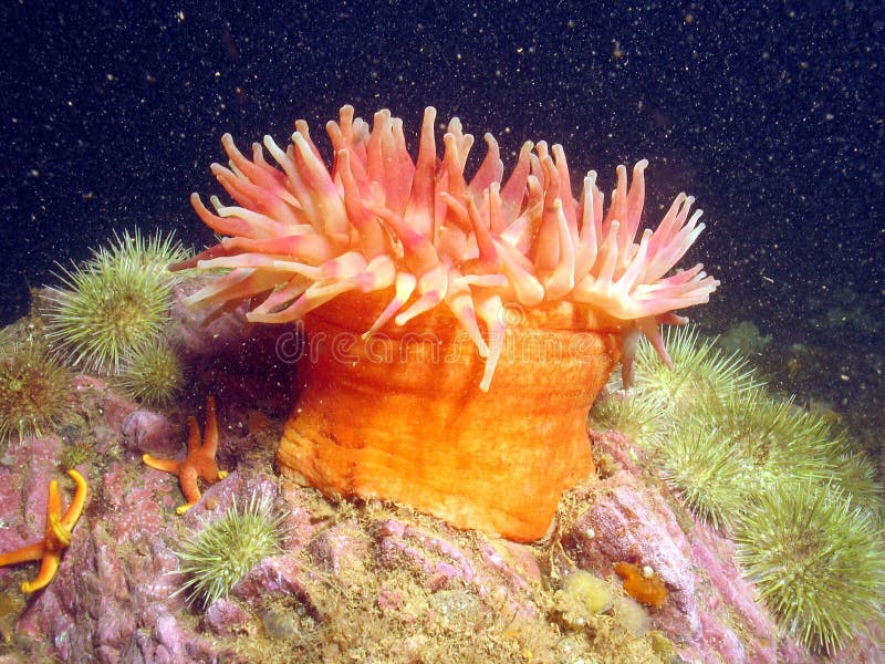 Havsanemon fotografering för bildbyråer. Bild av clear - 27391695