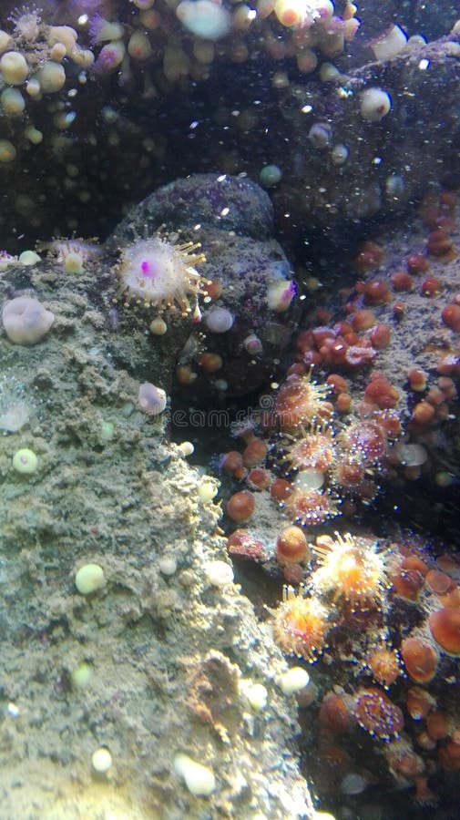 Anemon stock photo. Image of wild, aquarium, water, anemon - 186090762