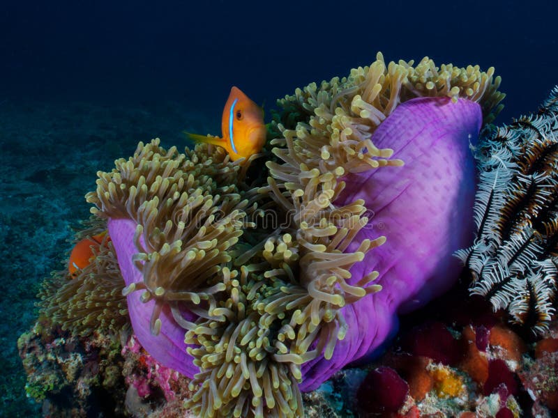 Anemon ryba (Nemo) obraz stock. Obraz złożonej z rafa - 27231287