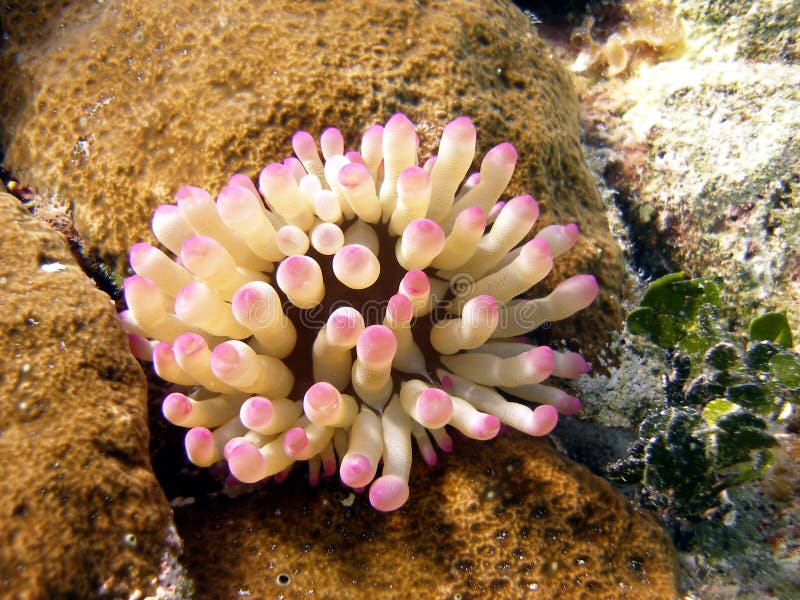 Anemone stock photo. Image of saltwater, life, ocean - 16404644