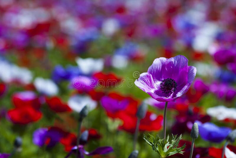 Field of Anemones stock image. Image of blossoming, meadow - 18641511