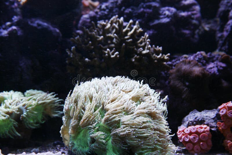 Anemone stock photo. Image of habitat, anemone, pool, coral - 896184