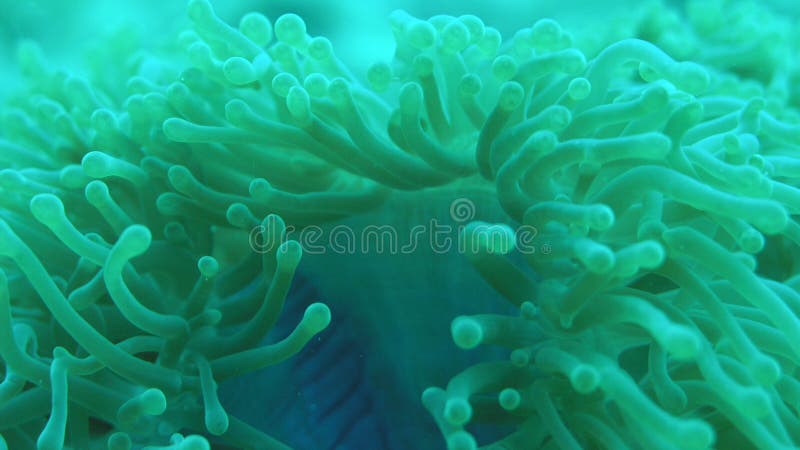 4,947 Anemone Texture Stock Photos - Free & Royalty-Free Stock Photos ...