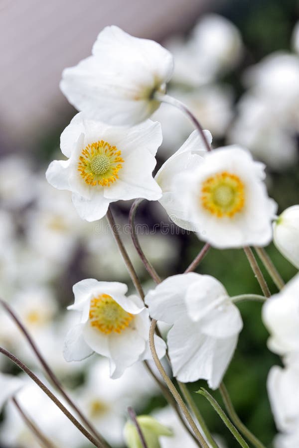 Anemone stock photo. Image of concepts, green, anemones - 85125556