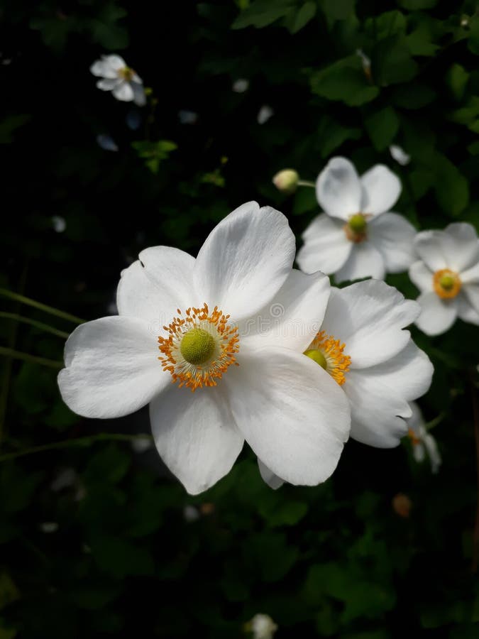 Anemone Bloom Stack stock photo. Image of reaching, growth - 120080684