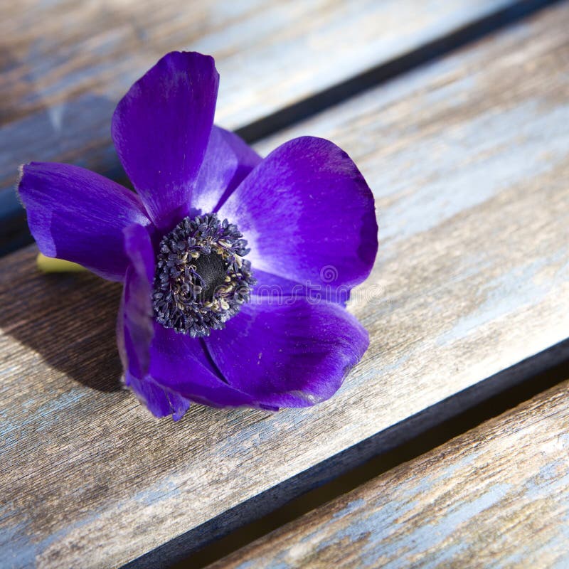 Anemone Blu Scuro Sulla Tabella Blu Fotografia Stock - Immagine di ...