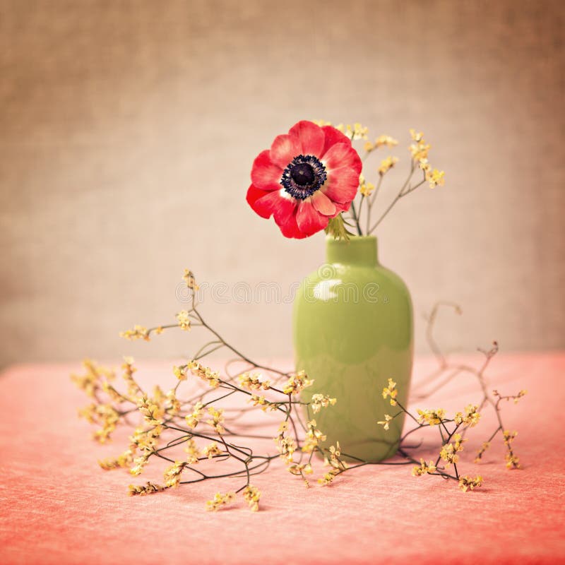 Anemone stock photo. Image of vase, anemone, nature, objects - 30870032