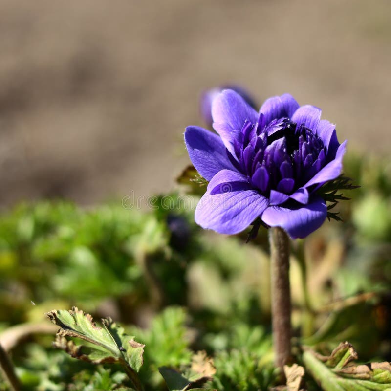 Anemone stock photo. Image of flower, sunny, anemone - 41041976