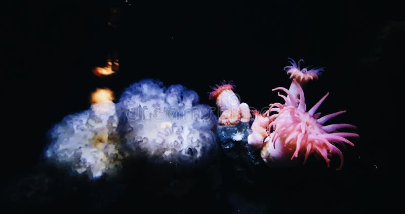 Anemone is Color in the Deep Sea Stock Photo - Image of poster ...