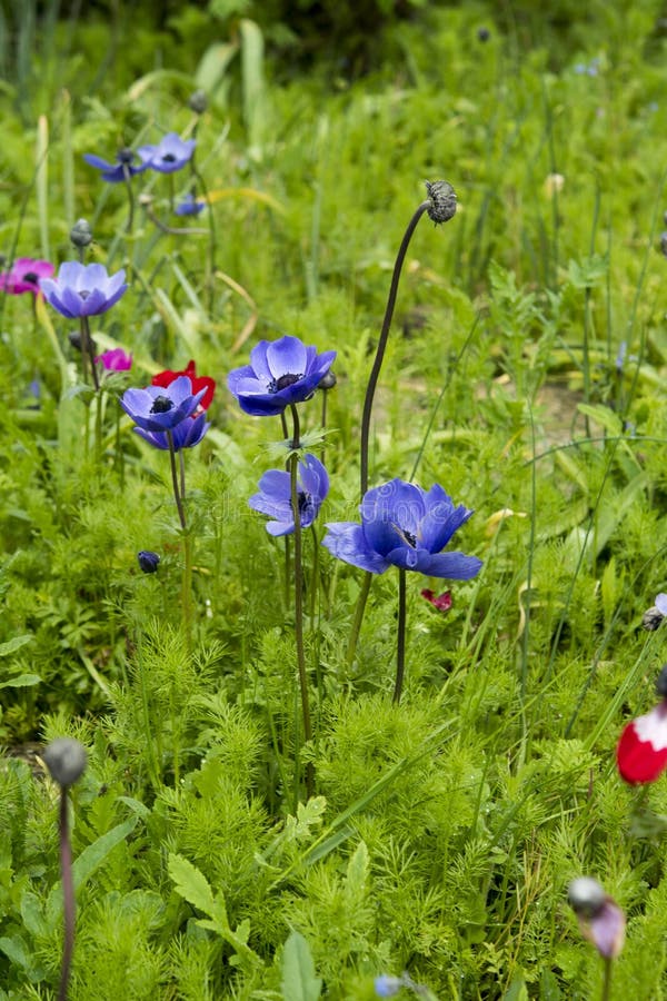 Anemone coronaria stock image. Image of field, hardy - 102008361