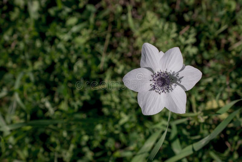 Anemone Coronaria or Poppy Anemone Flowers Stock Image - Image of ...