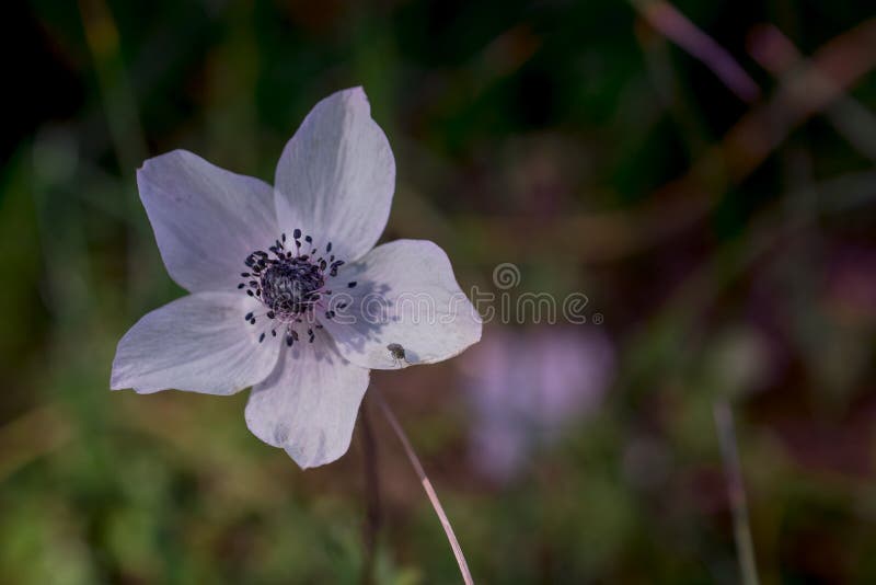 Anemone Coronaria or Poppy Anemone Flowers Stock Image - Image of ...