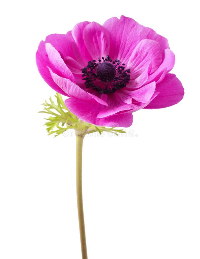Anemone coronaria stock image. Image of angiosperms, close - 56548613