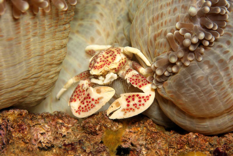Anemone crab feeding stock image. Image of fins, beauty - 26809549