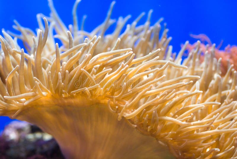 Anemone di mare immagine stock. Immagine di africa, southern - 45197913