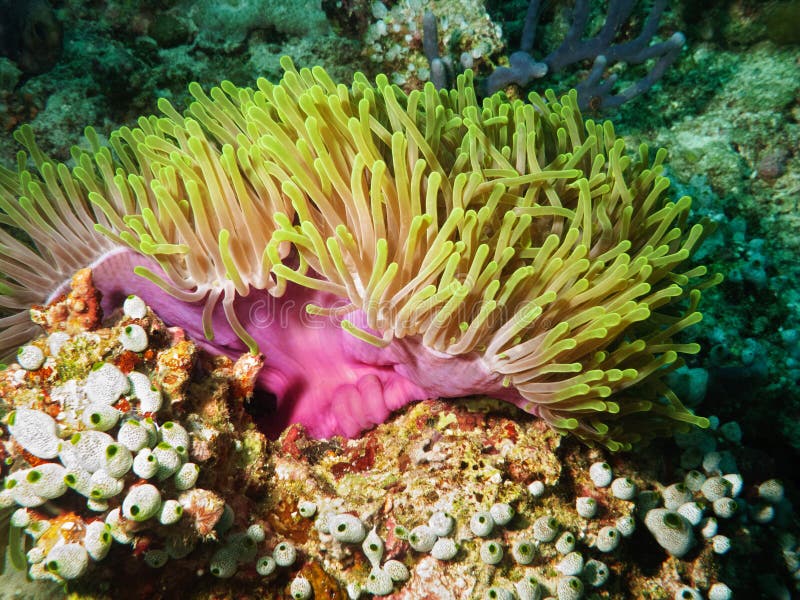 Anemone di mare viola immagine stock. Immagine di marino - 19937245