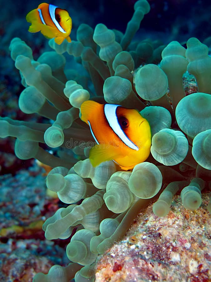 Anemone Fish stock image. Image of color, tourism, bicinctus - 11104725