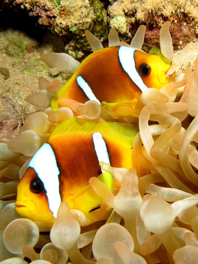 Anemone Fish stock image. Image of color, tourism, bicinctus - 11104725