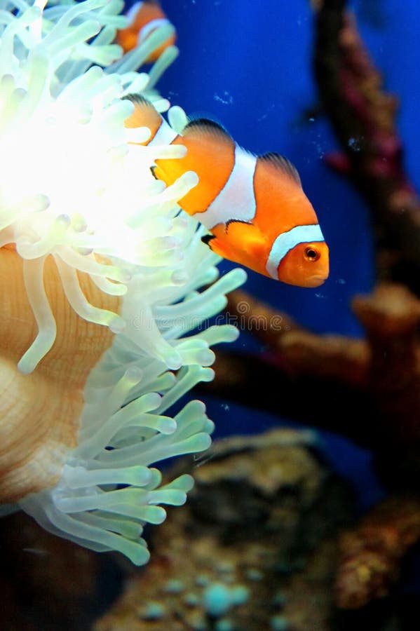 Clown Fish in anemone stock photo. Image of colorful - 22305564