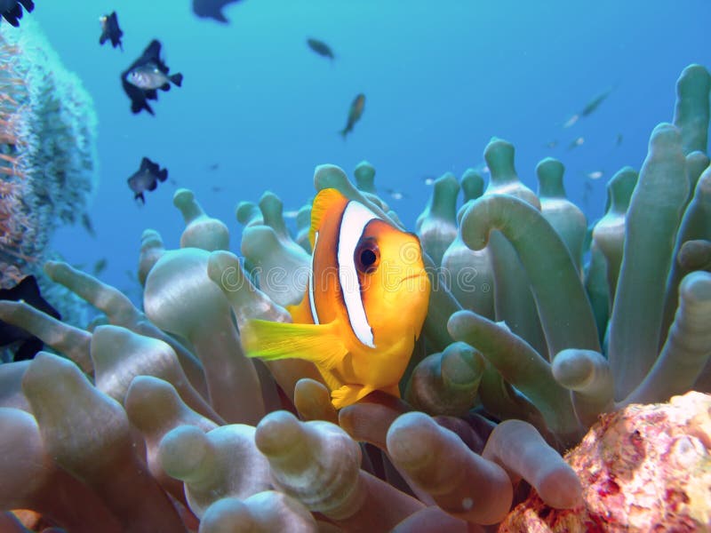 Disney Pixar Finding Nemo Dory the Blue Fish Editorial Stock Image ...