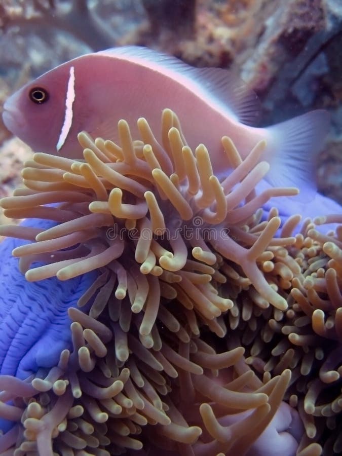 Anemone fish stock photo. Image of aquarium, fish, beautiful - 56399340