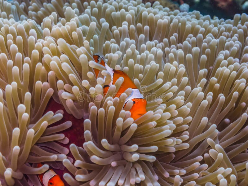 Anemone Fish in the Hiding Place Stock Photo - Image of healthy, dream ...