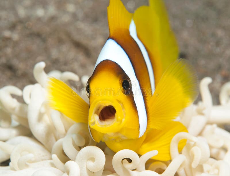 Anemone Fish with Open Mouth Stock Photo - Image of ocean, orange: 16274978