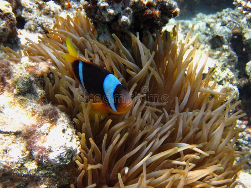 Anemone fish side view stock photo. Image of environment - 28978450