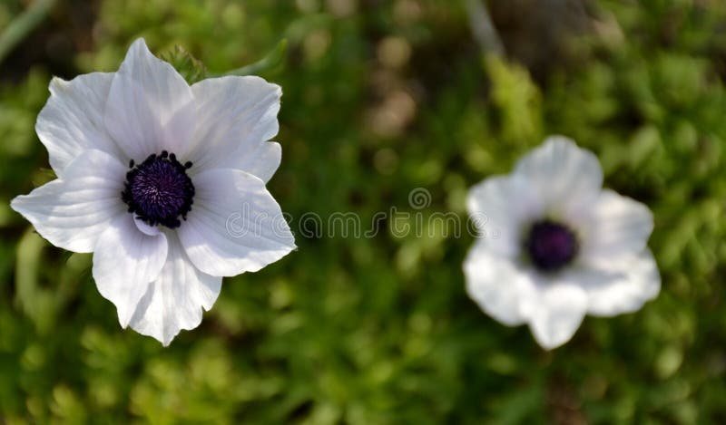 Anemone flower stock image. Image of season, field, flower - 49414233