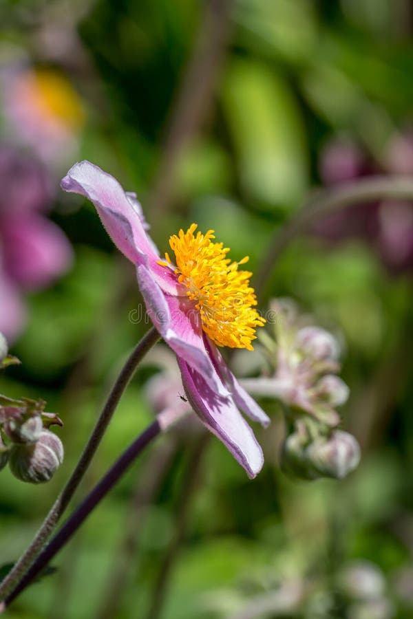 An Anemone Flower stock photo. Image of england, field - 196981892