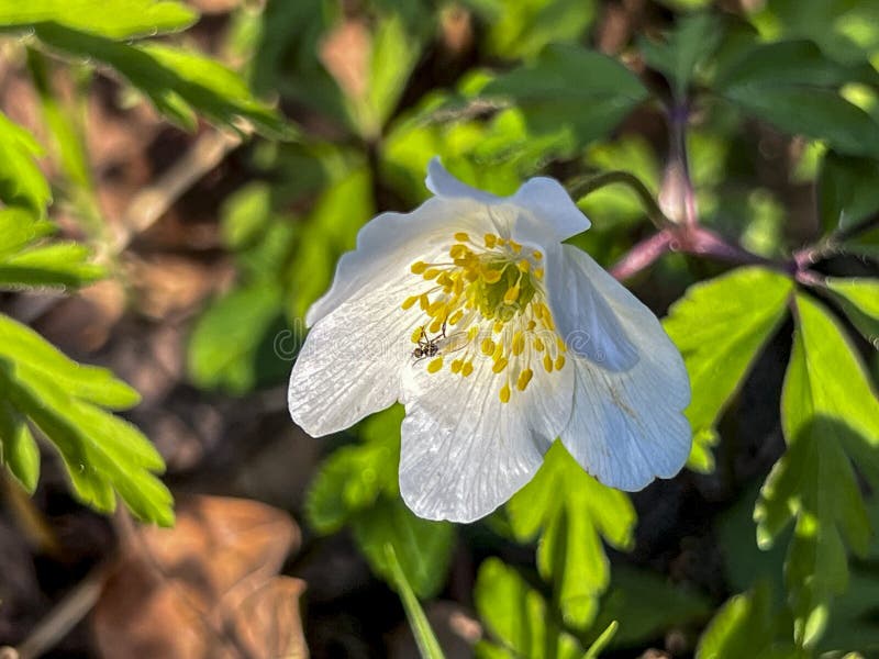 An Anemone Flower with a Small Winged Insect on the Flower Petal Stock ...