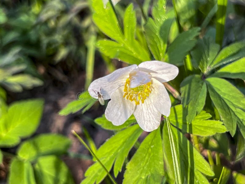 An Anemone Flower with a Small Winged Insect on the Flower Petal Stock ...