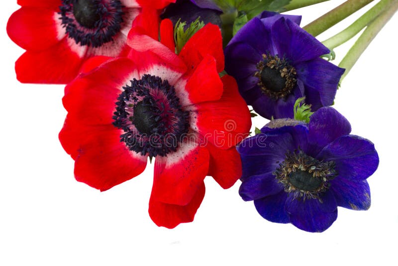 Anemone flowers stock photo. Image of seasonal, natural - 52568390