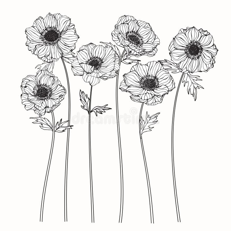 Anemone Flowers Drawing and Sketch with Line-art Stock Illustration ...