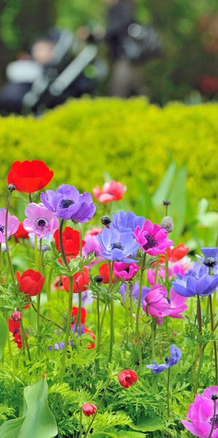 Anemone flowers on field stock image. Image of anemone - 61164305