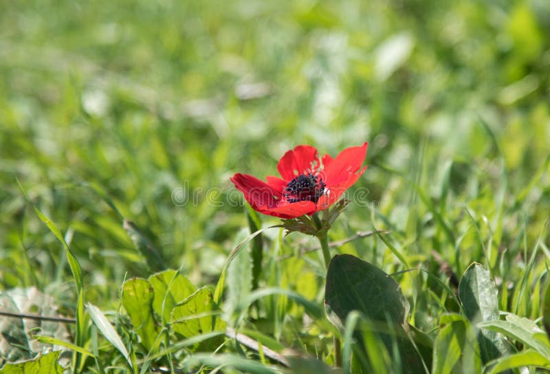 Anemone flowers stock photo. Image of vibrant, spring - 67407986