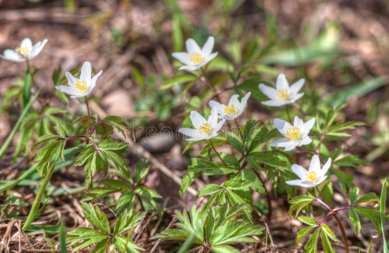 Anemone flowers in spring stock image. Image of anemone - 65556543