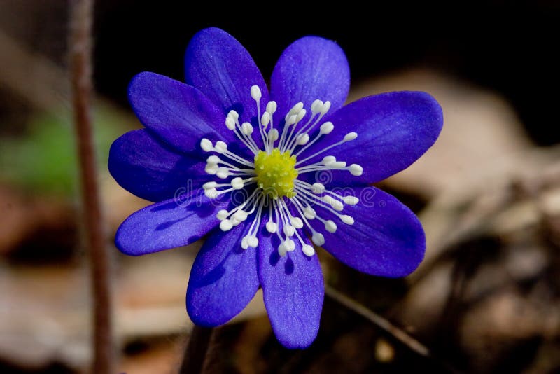 Anemone hepatica stock image. Image of bulb, flora, anemone - 11420391