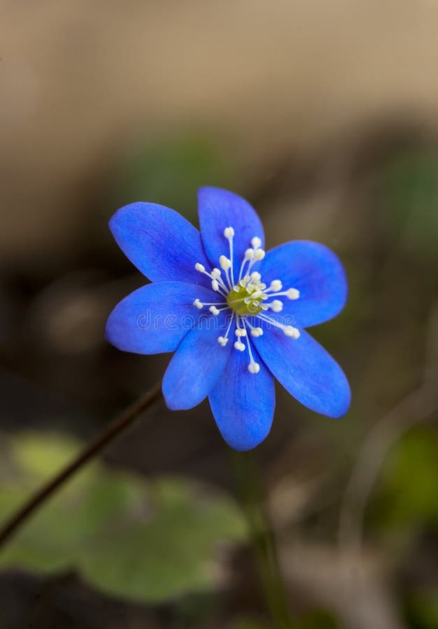 Anemone hepatica stock photo. Image of wildflower, wild - 19220588