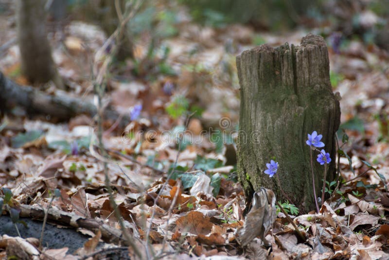 Anemone Hepatica in the Forest Stock Photo - Image of beautiful, fresh ...